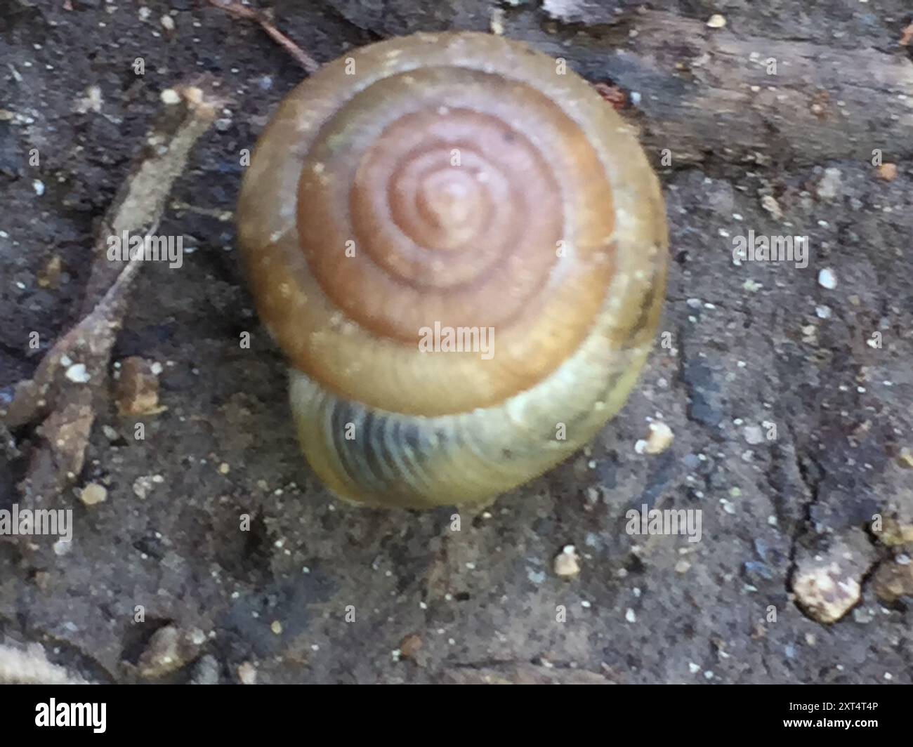 Common Land Snails and Slugs (Stylommatophora) Mollusca Stock Photo - Alamy