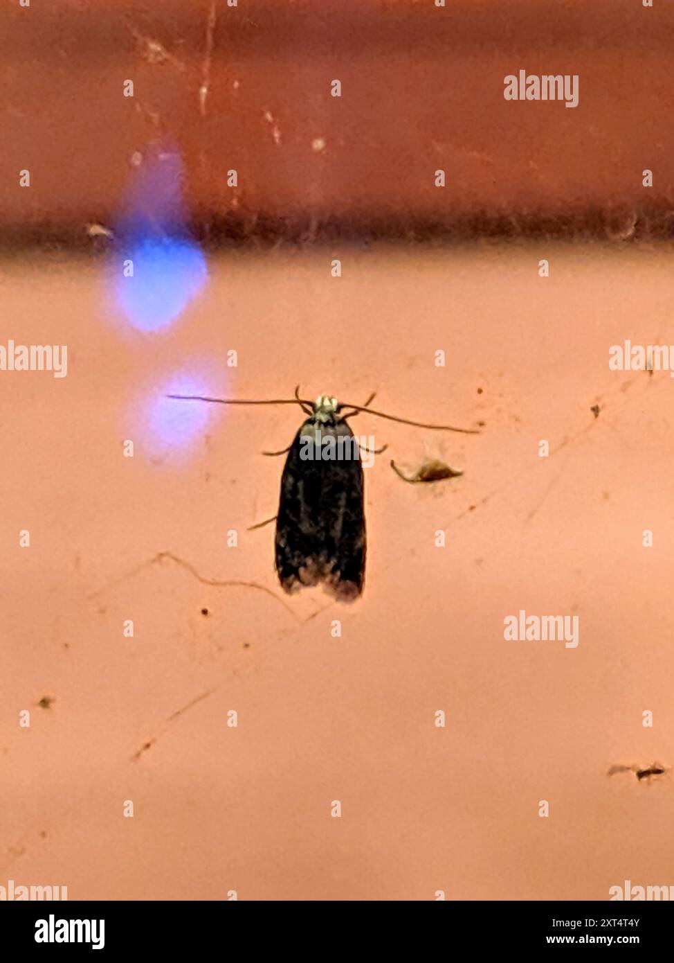 White-shouldered House Moth (Endrosis sarcitrella) Insecta Stock Photo ...