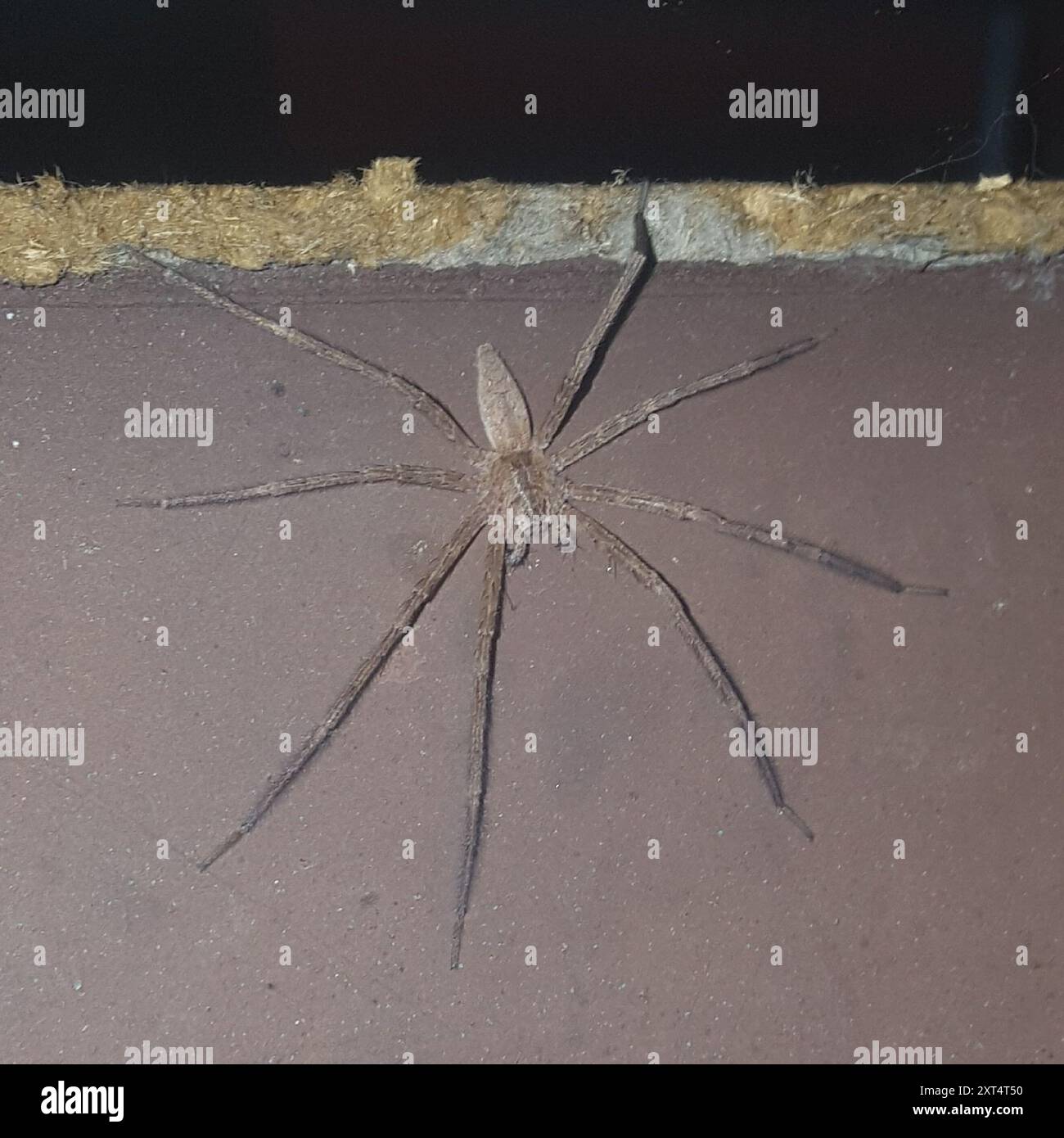 American Nursery Web Spider (Pisaurina mira) Arachnida Stock Photo - Alamy