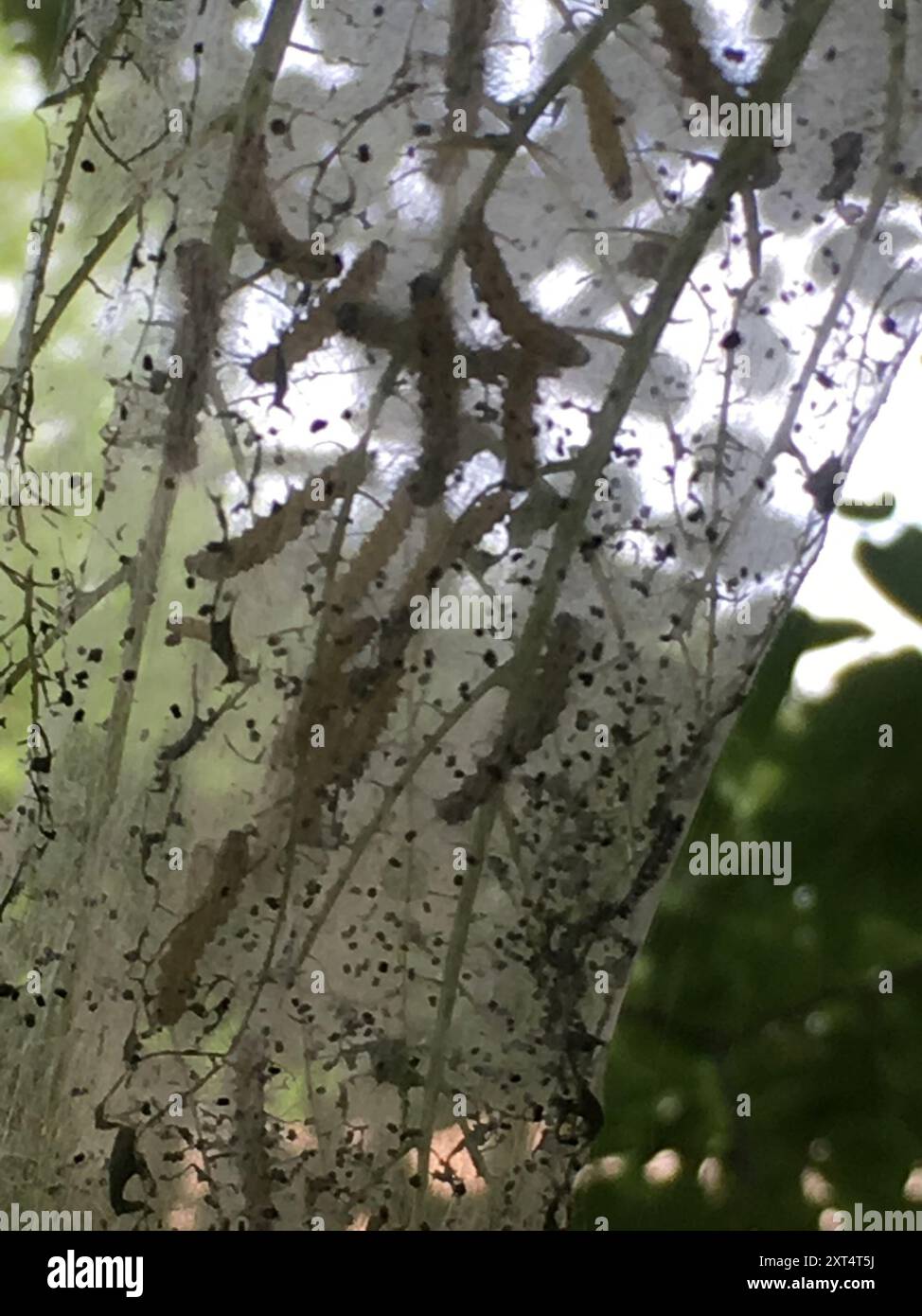 Fall Webworm Moth (Hyphantria cunea) Insecta Stock Photo - Alamy