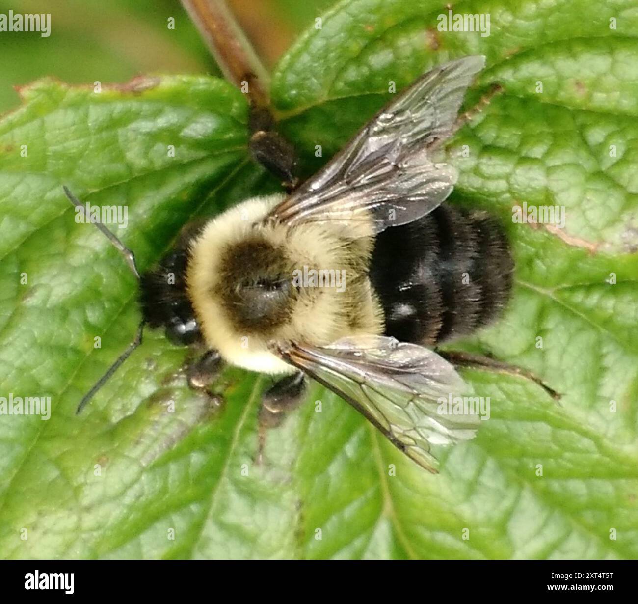 Common Eastern Bumble Bee (Bombus impatiens) Insecta Stock Photo - Alamy