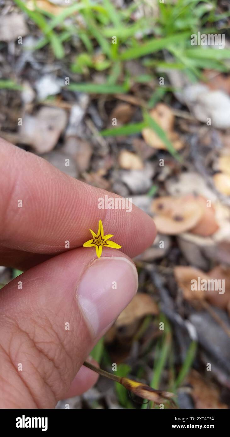Blue Pigroot (Sisyrinchium micranthum) Plantae Stock Photo - Alamy