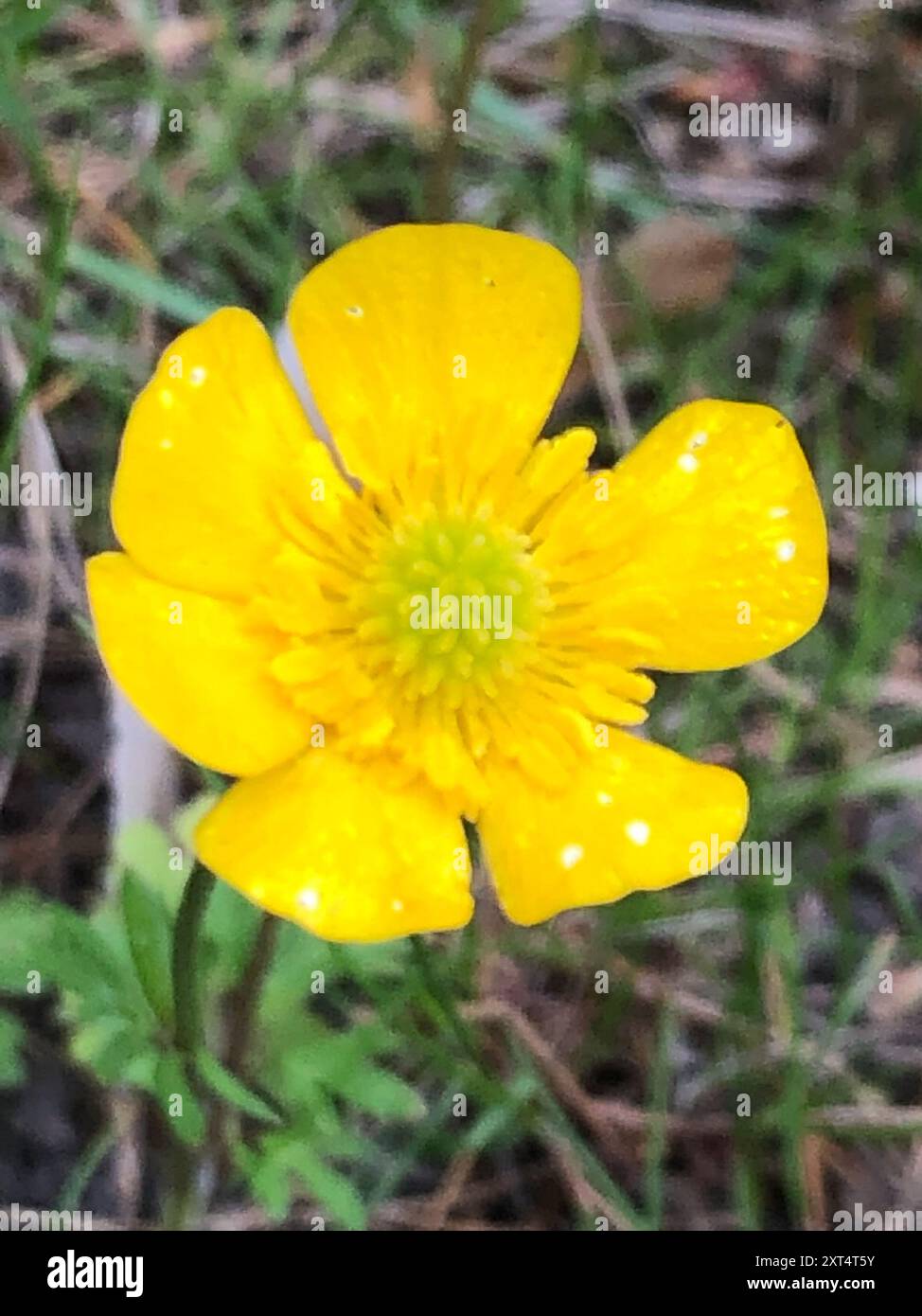 bulbous buttercup (Ranunculus bulbosus) Plantae Stock Photo - Alamy