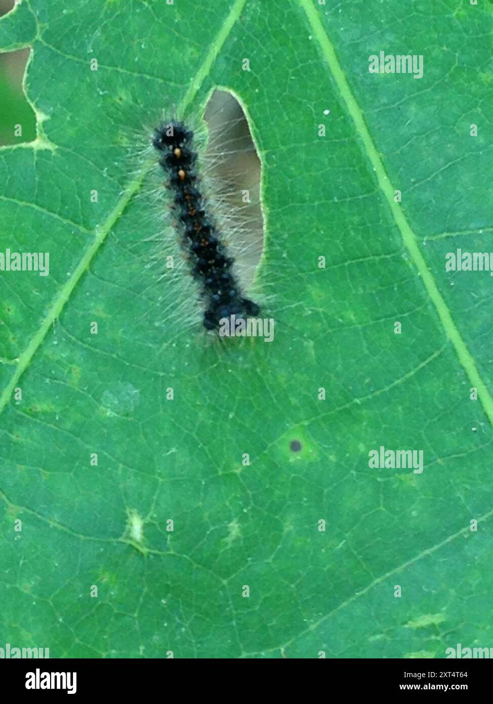 Spongy Moth (Lymantria dispar) Insecta Stock Photo - Alamy