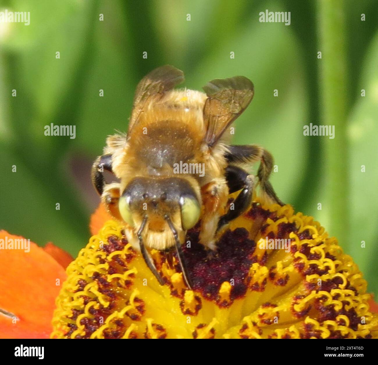 broad-handed leafcutter bee (Megachile latimanus) Insecta Stock Photo ...