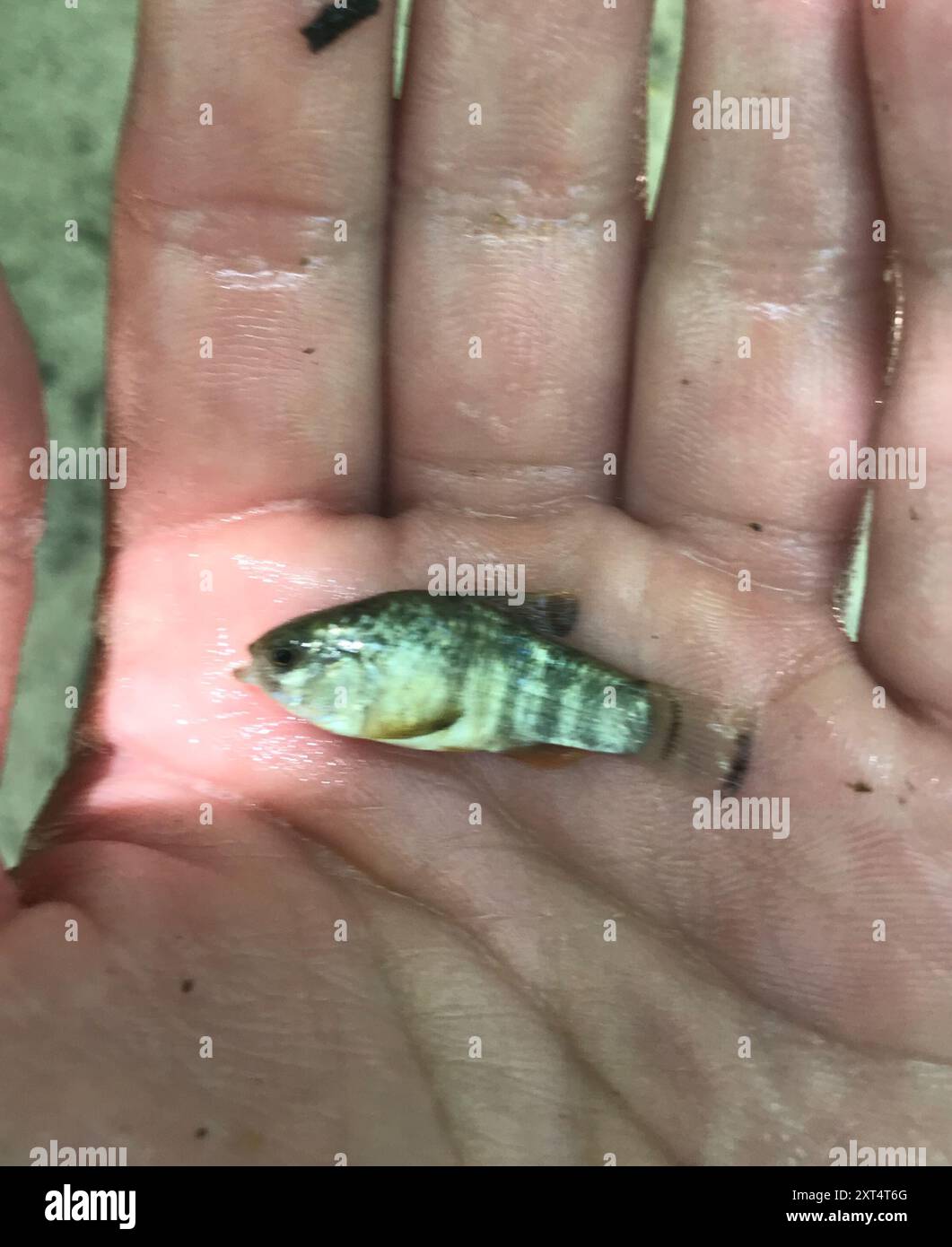 Sheepshead Minnow (Cyprinodon variegatus) Actinopterygii Stock Photo ...