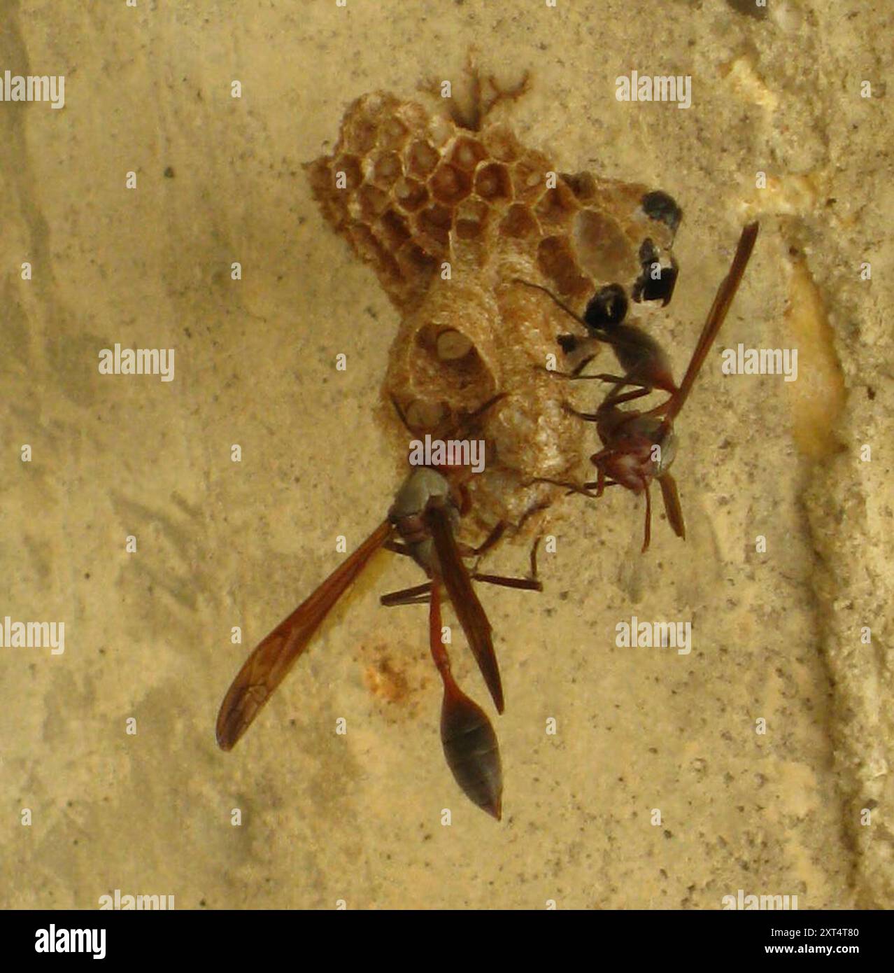 Needle-waisted Paper Wasps (Belonogaster) Insecta Stock Photo - Alamy