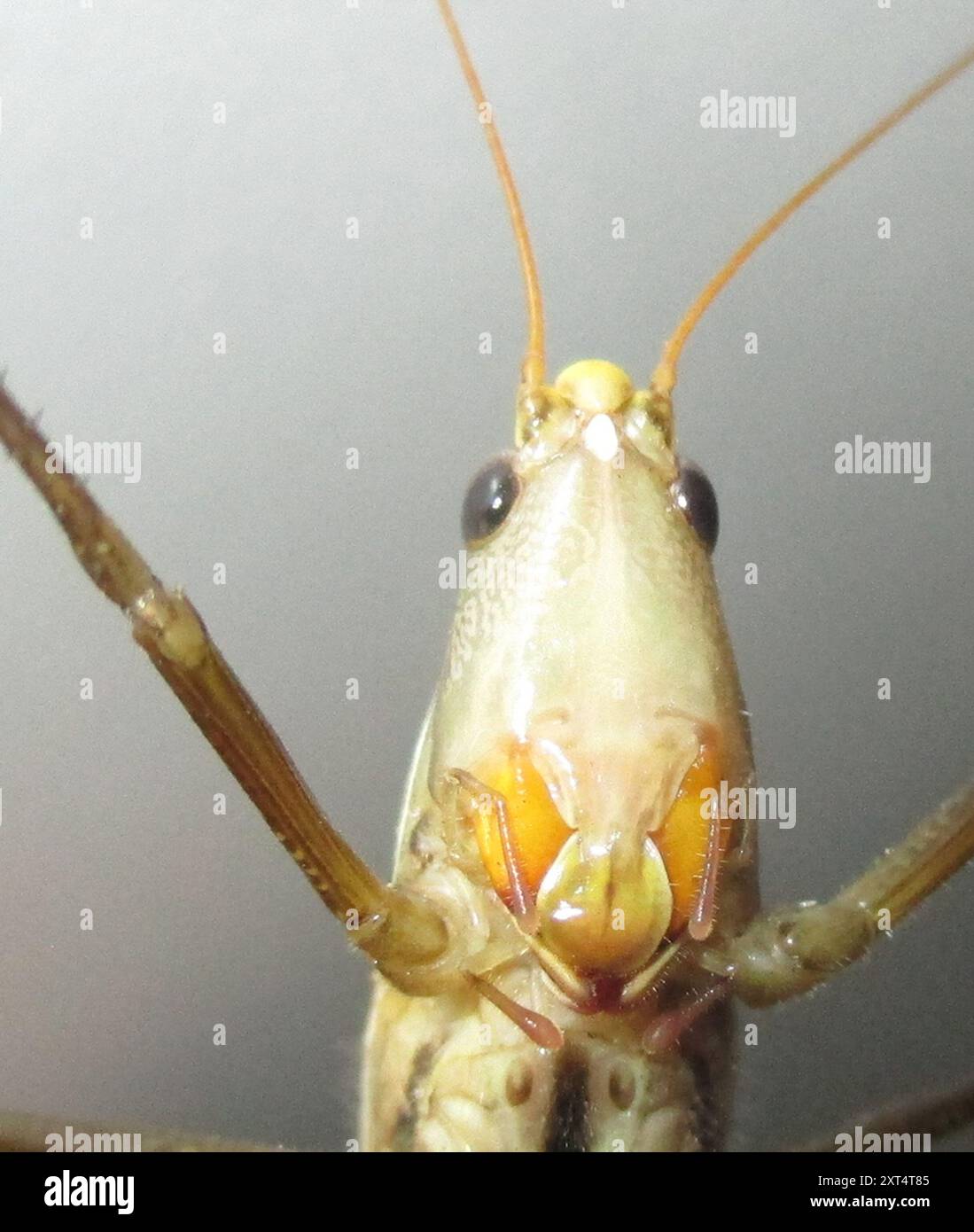 Coneheads (Ruspolia) Insecta Stock Photo - Alamy