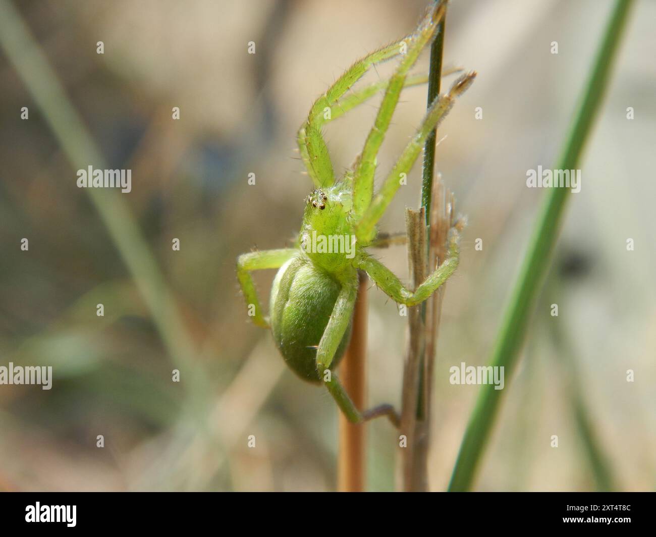 Green Huntsman Spider (Micrommata ligurina) Arachnida Stock Photo - Alamy