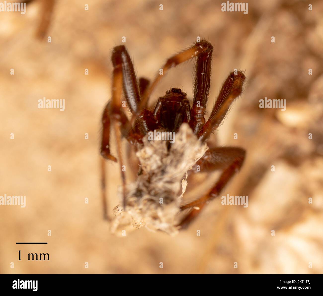 Comb-footed Spiders (Theridiidae) Arachnida Stock Photo - Alamy
