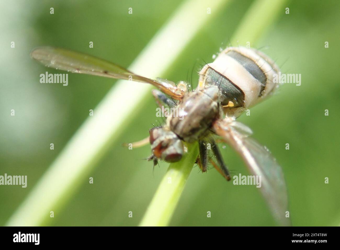 Fly Death Fungi (Entomophthora muscae) Fungi Stock Photo - Alamy