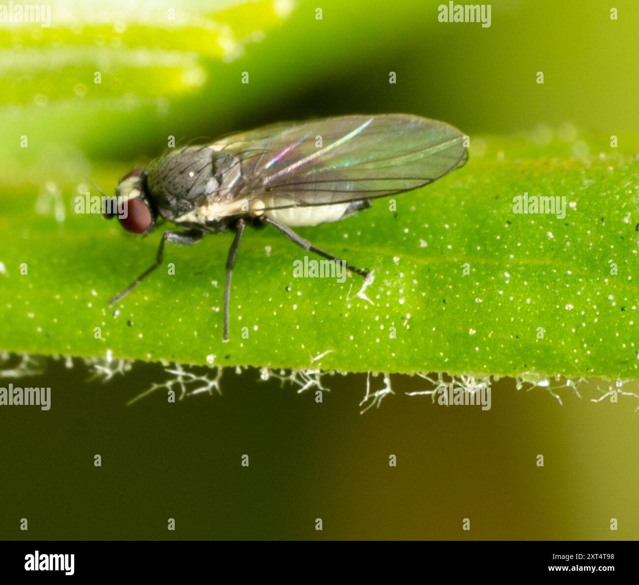 Leaf-miner Flies (Agromyzidae) Insecta Stock Photo - Alamy