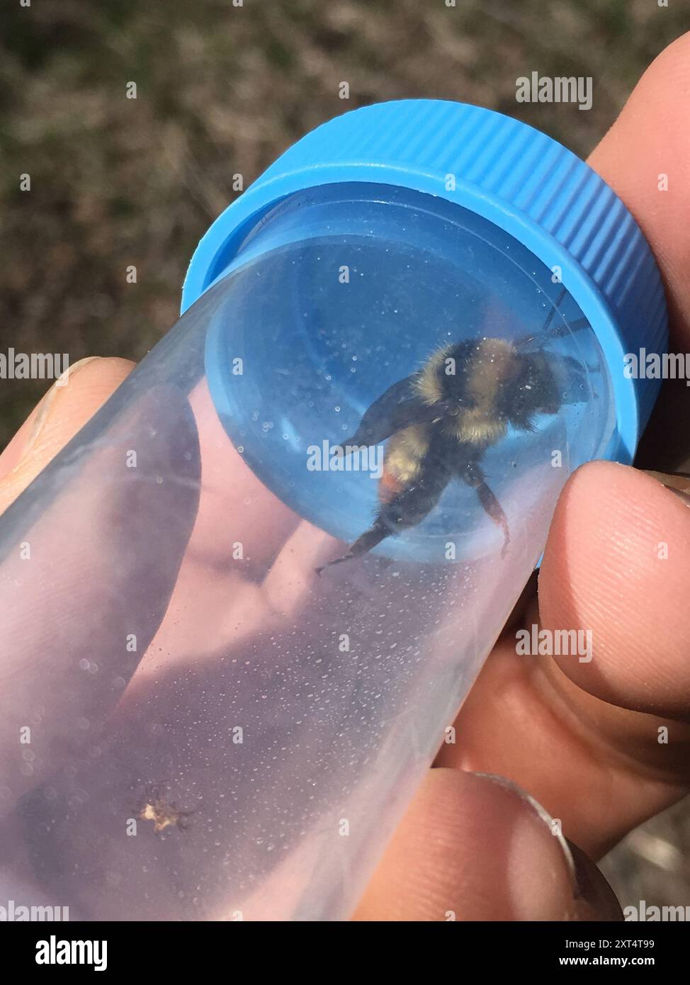 Great Basin Bumble Bee (Bombus centralis) Insecta Stock Photo - Alamy