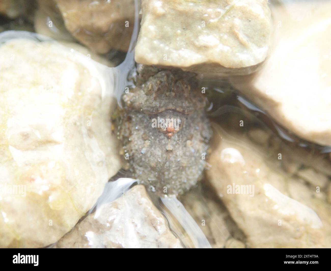 Big-eyed Toad Bug (Gelastocoris oculatus) Insecta Stock Photo - Alamy