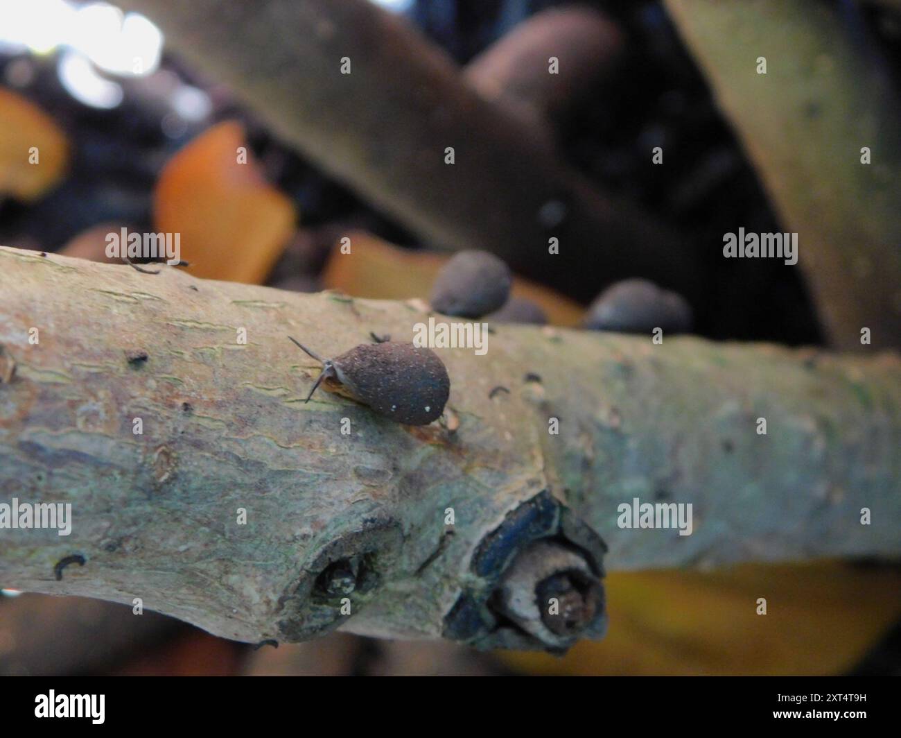 Coffee Bean Snail (Melampus coffea) Mollusca Stock Photo - Alamy