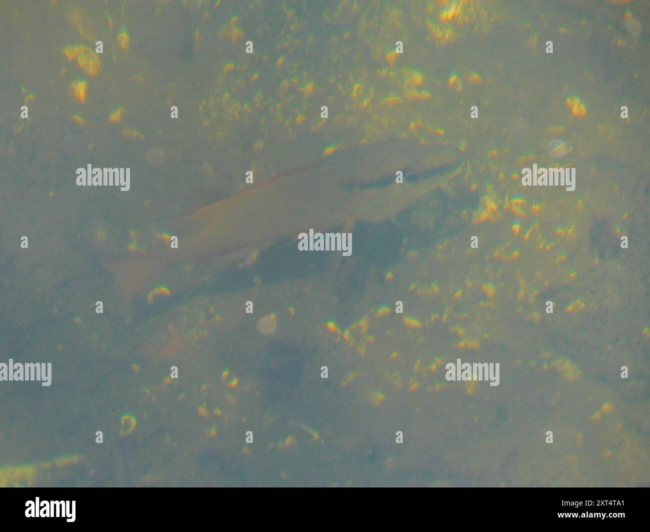 Gray Snapper (Lutjanus griseus) Actinopterygii Stock Photo - Alamy