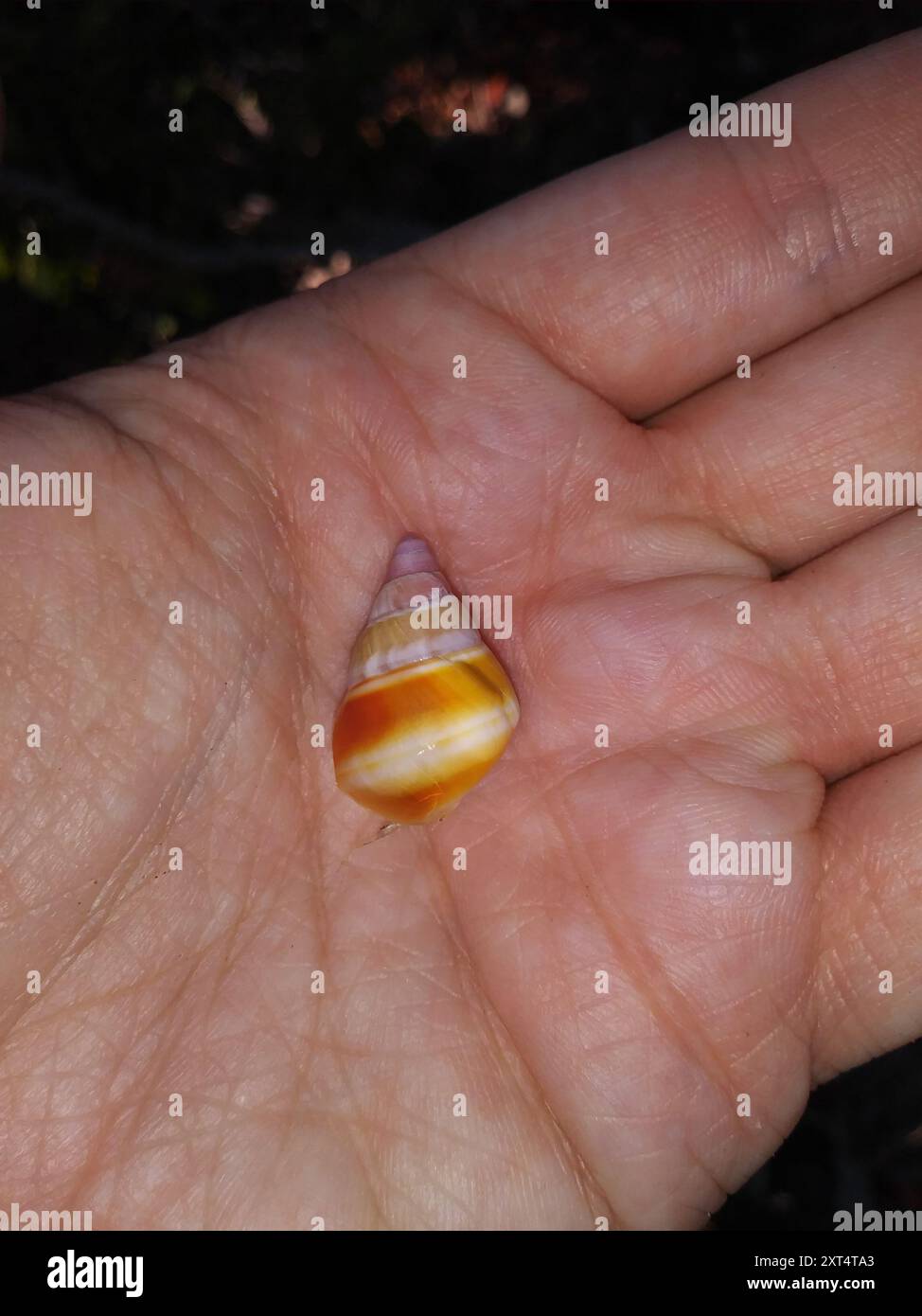 Florida Tree Snail (Liguus fasciatus) Mollusca Stock Photo - Alamy