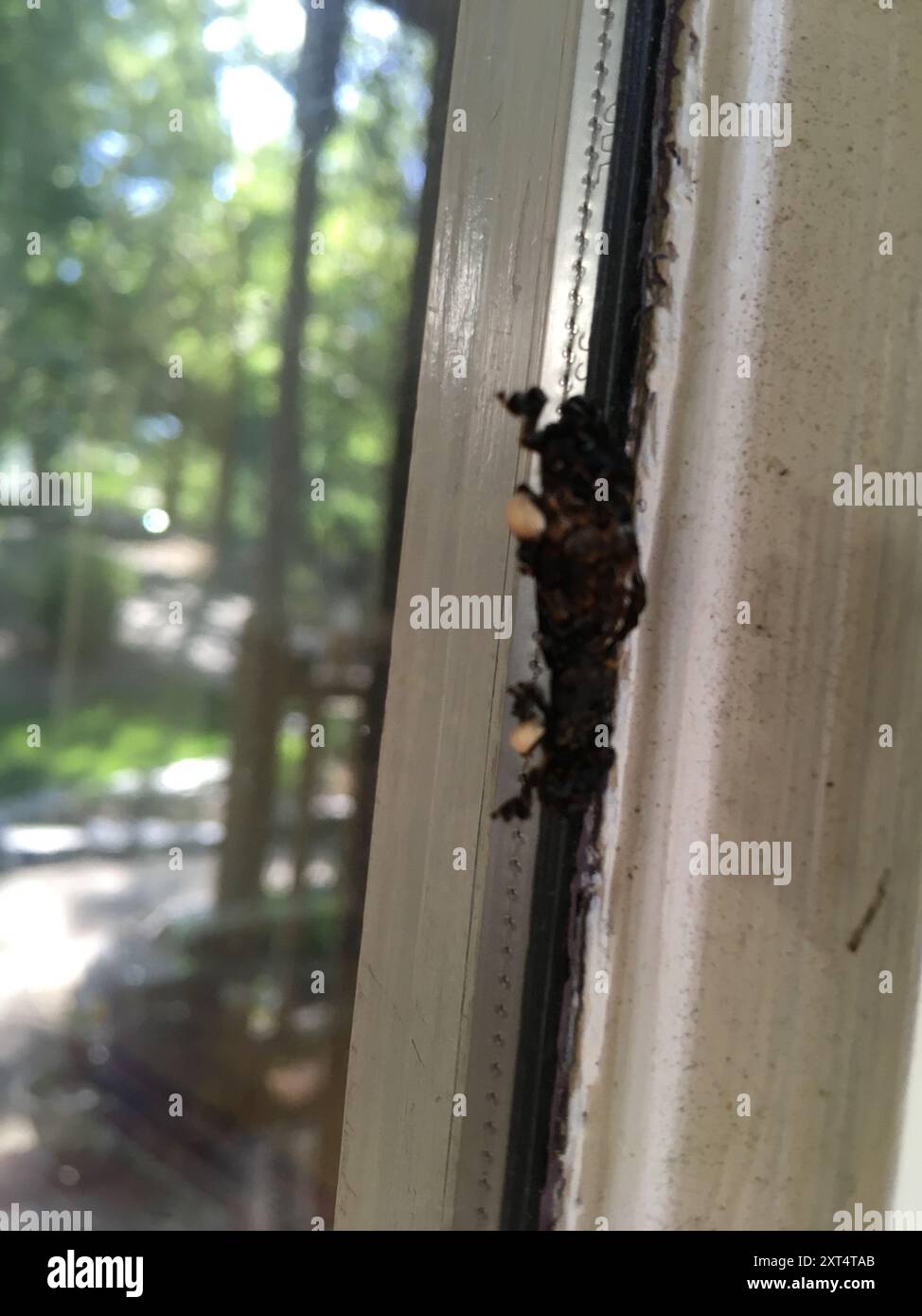 Hag Moth (Phobetron pithecium) Insecta Stock Photo - Alamy