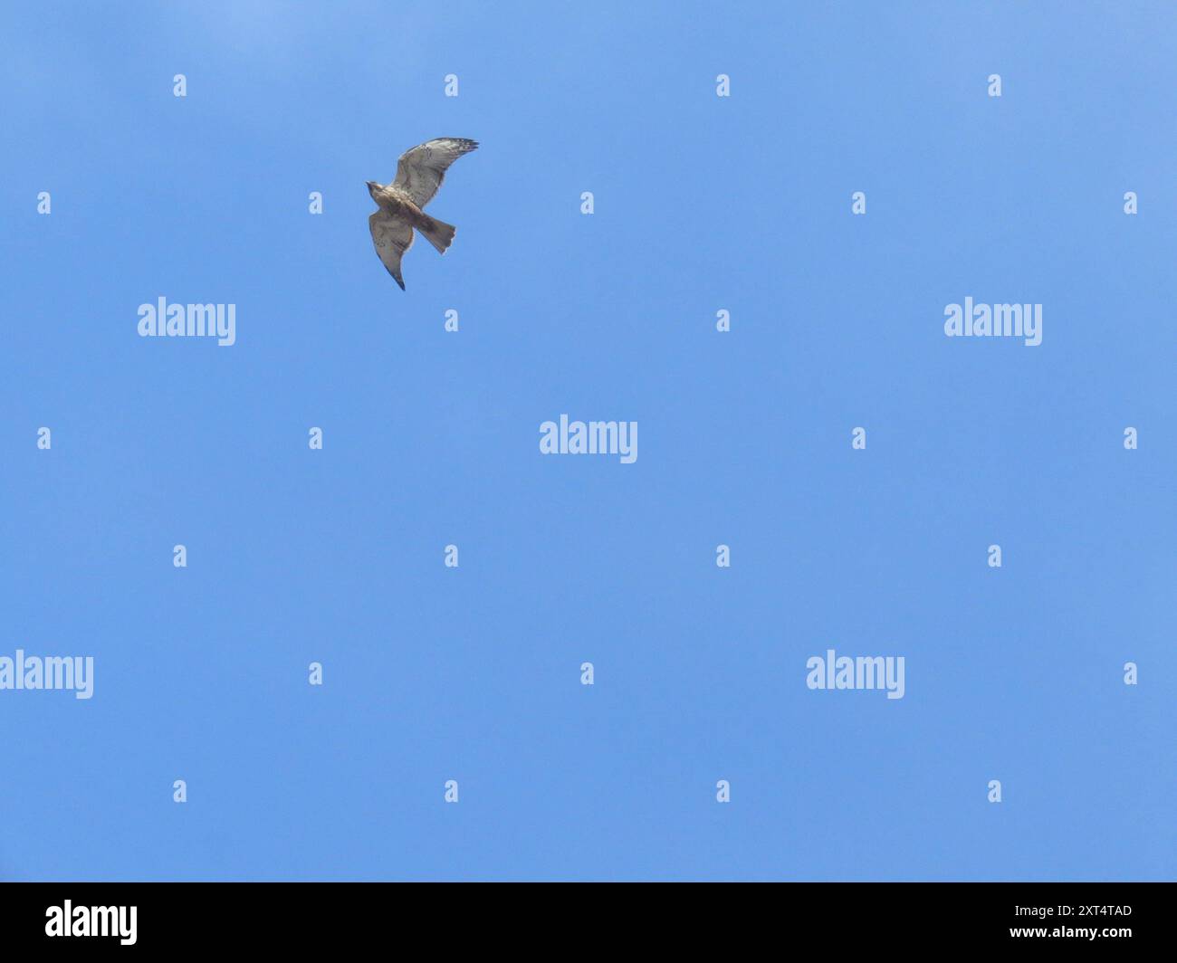 Variable Hawk (Geranoaetus polyosoma) Aves Stock Photo - Alamy