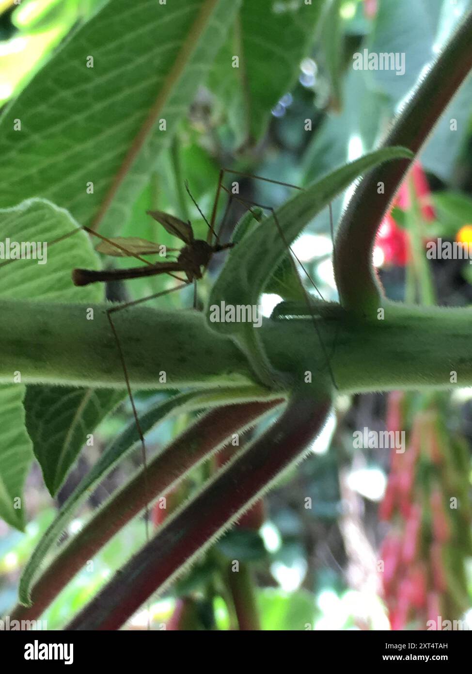 Crane Flies (Tipulomorpha) Insecta Stock Photo - Alamy