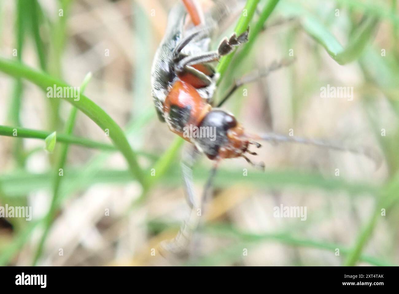 Rustic Sailor Beetle (Cantharis rustica) Insecta Stock Photo - Alamy