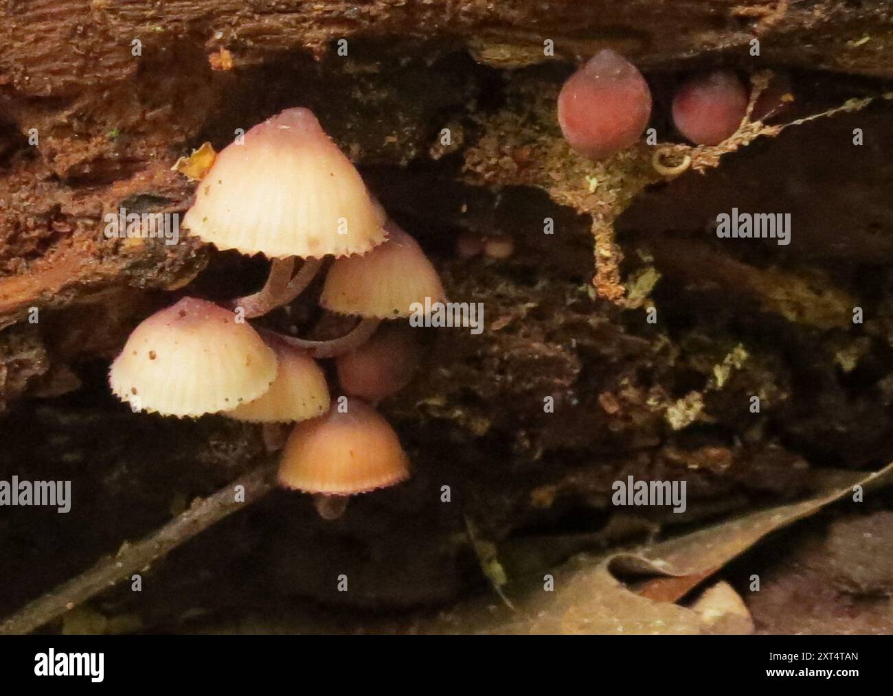 Bleeding Fairy Helmet (Mycena haematopus) Fungi Stock Photo - Alamy