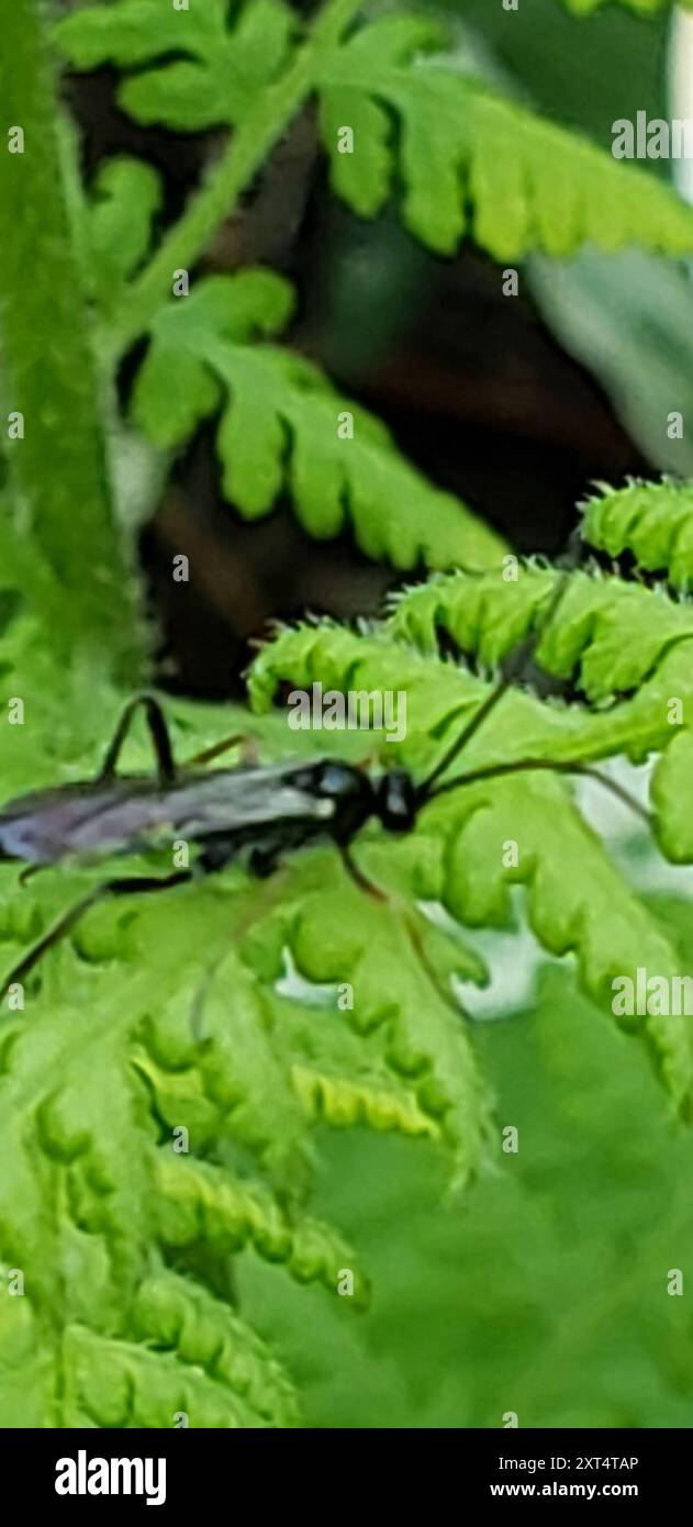 Ants, Bees, Wasps, and Sawflies (Hymenoptera) Insecta Stock Photo - Alamy