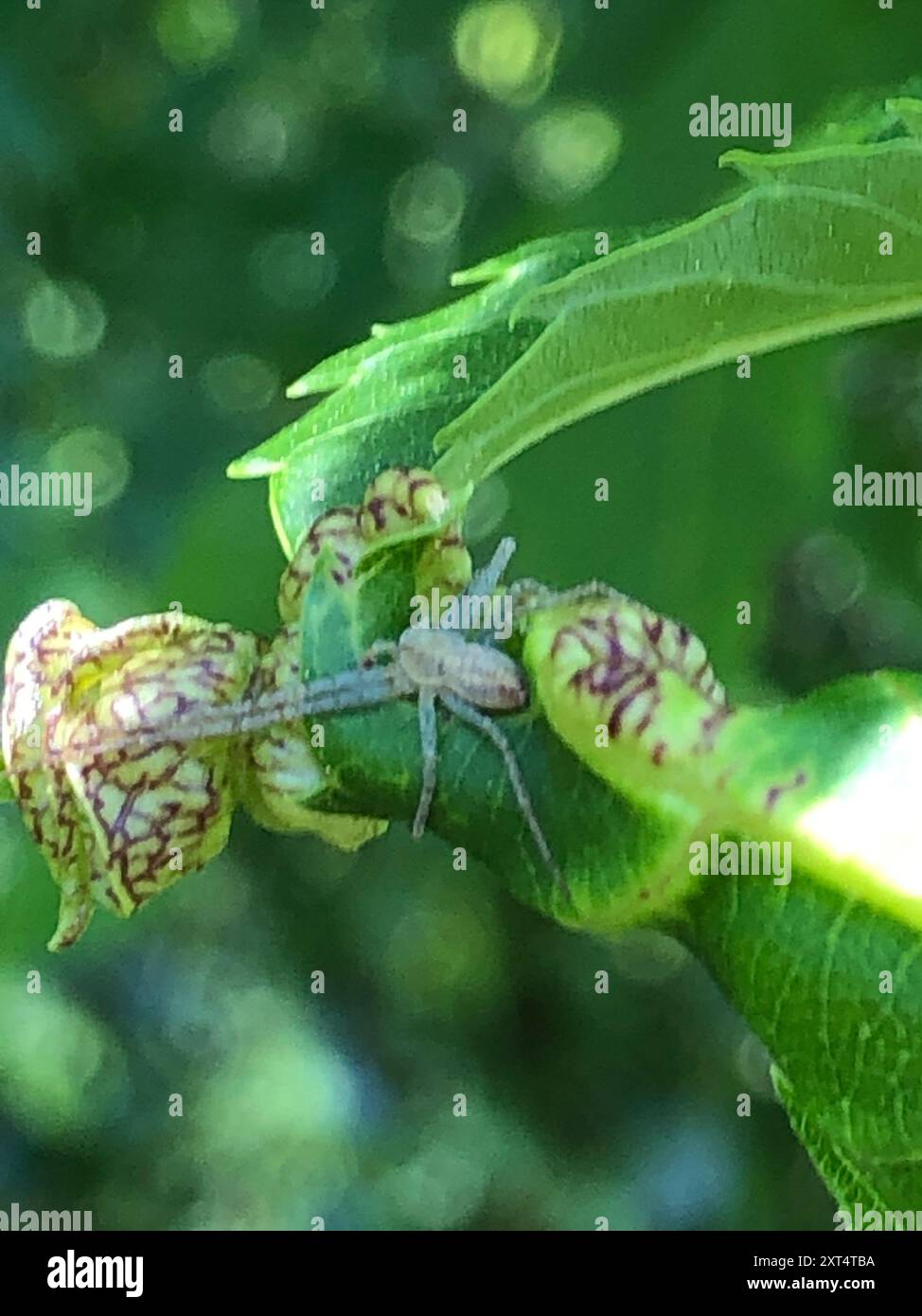 Woolly Aphids and Gall-making Aphids (Eriosomatinae) Insecta Stock ...
