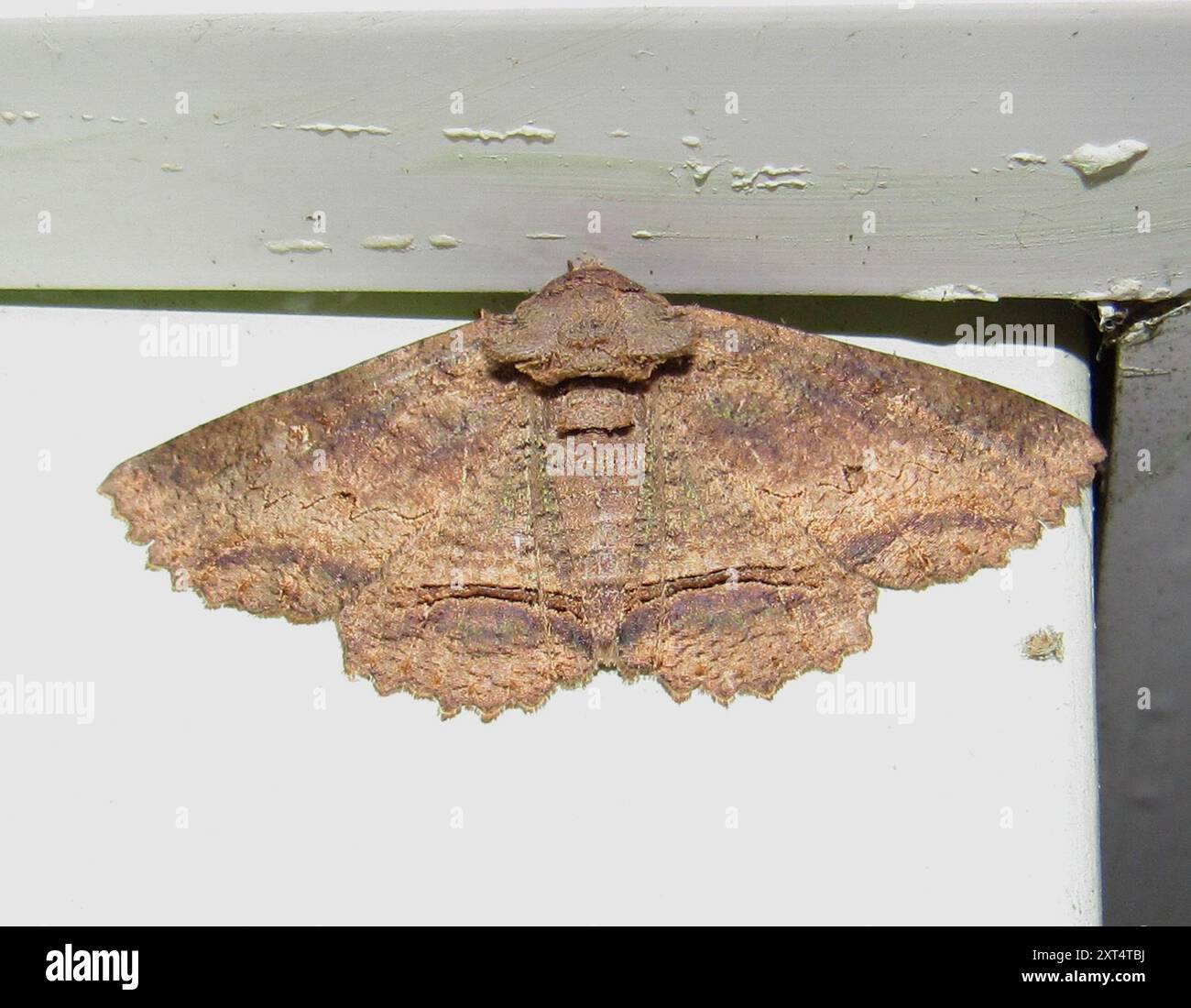 Zale Moths (Zale) Insecta Stock Photo - Alamy