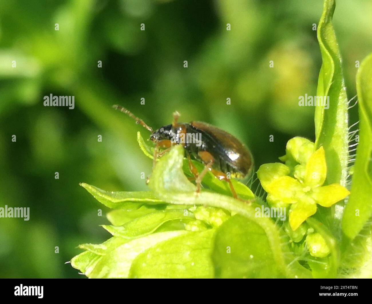 Brown Leaf Weevil (Phyllobius oblongus) Insecta Stock Photo - Alamy