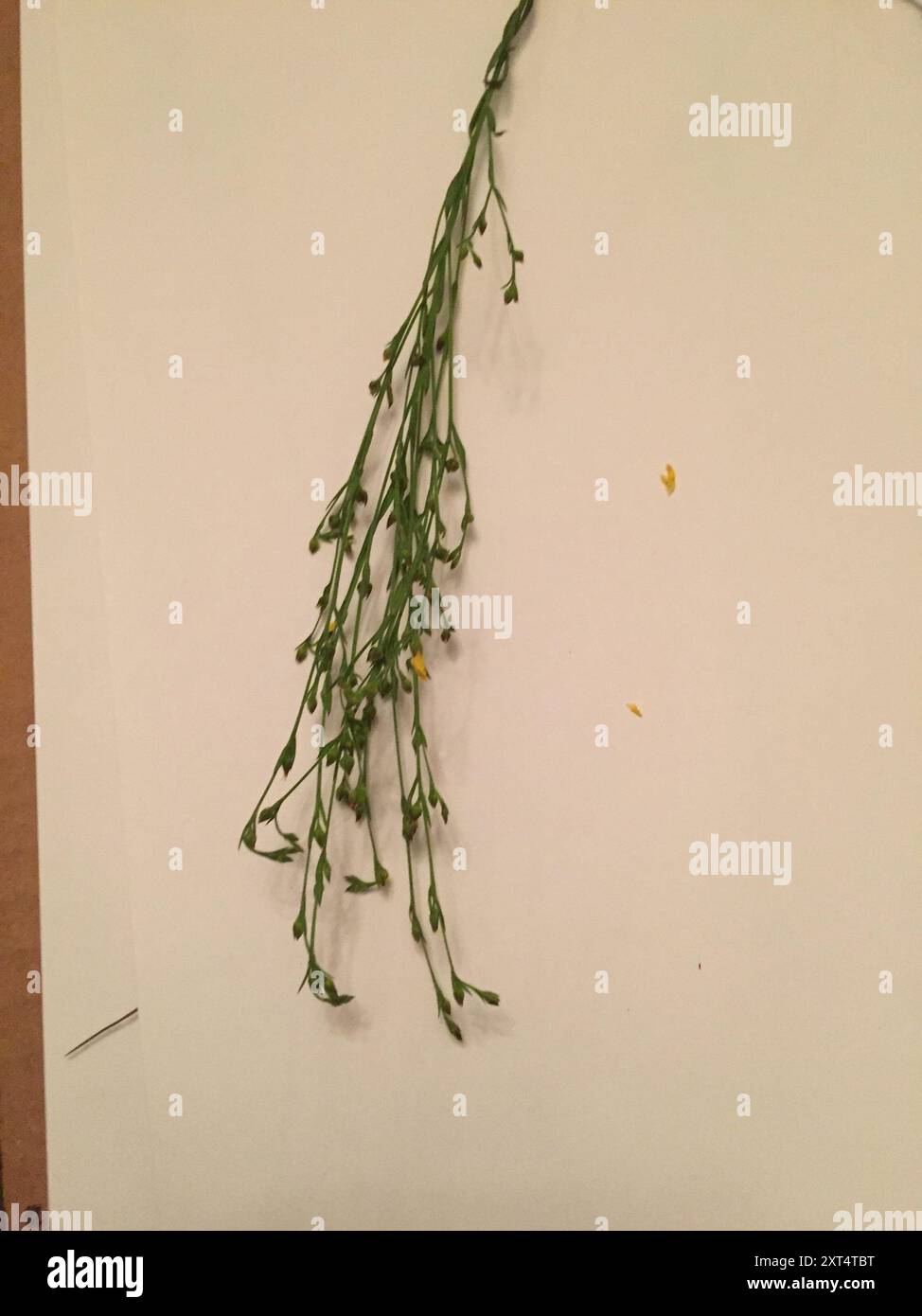 Texas stiff yellow flax (Linum medium texanum) Plantae Stock Photo - Alamy