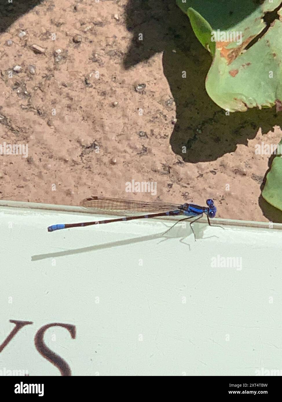 Blue-ringed Dancer (Argia sedula) Insecta Stock Photo - Alamy