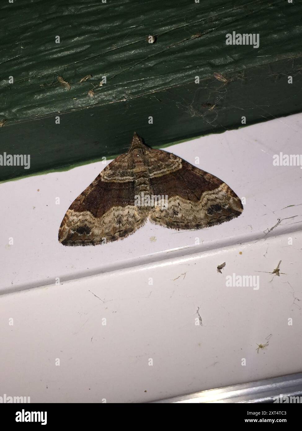 (Xanthorhoe defensaria) Insecta Stock Photo - Alamy