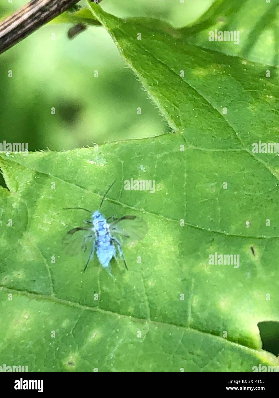 Aphids (Aphididae) Insecta Stock Photo - Alamy
