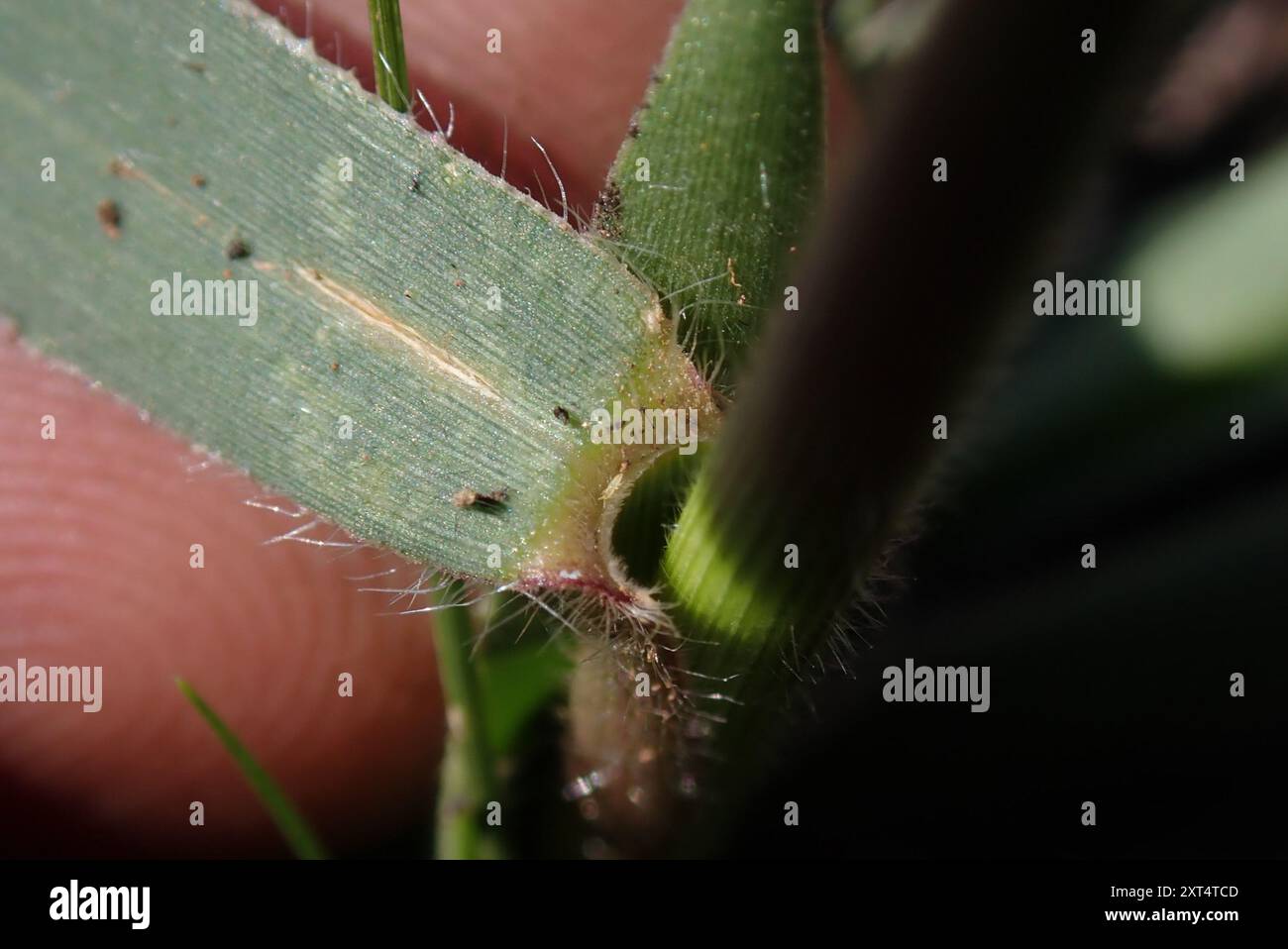 Red-Topped Signal Grass (Urochloa serrata) Plantae Stock Photo - Alamy