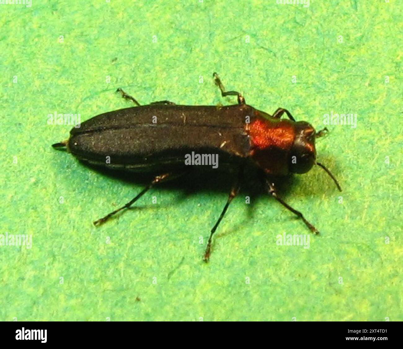 Red-necked Cane Borer Beetle (Agrilus ruficollis) Insecta Stock Photo ...