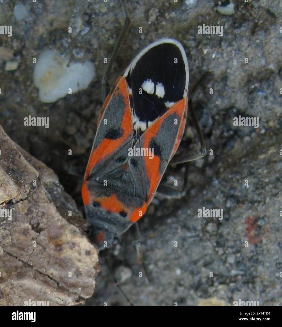 Small Milkweed Bug (Lygaeus kalmii) Insecta Stock Photo - Alamy