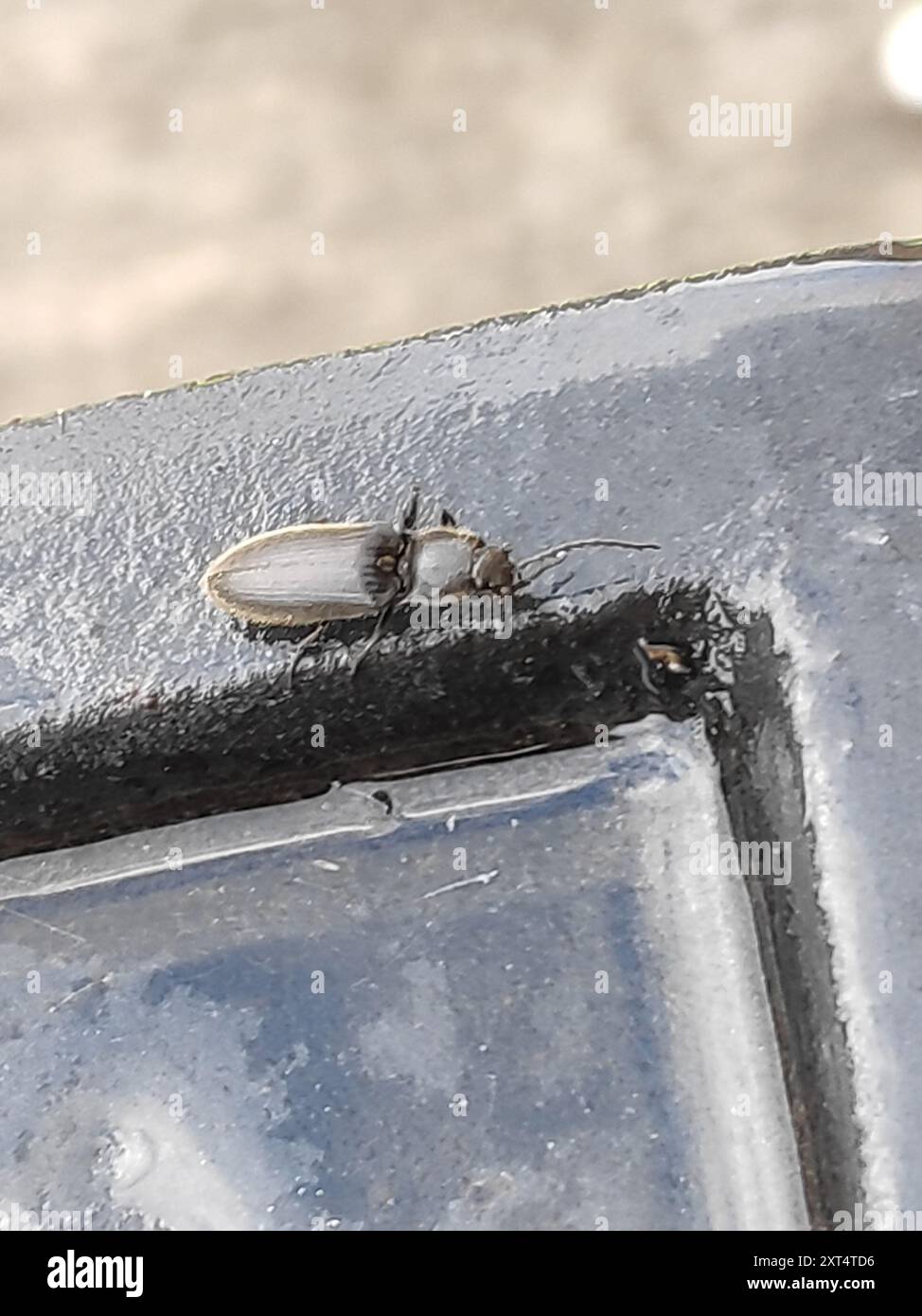 Click Beetles (Elateridae) Insecta Stock Photo - Alamy