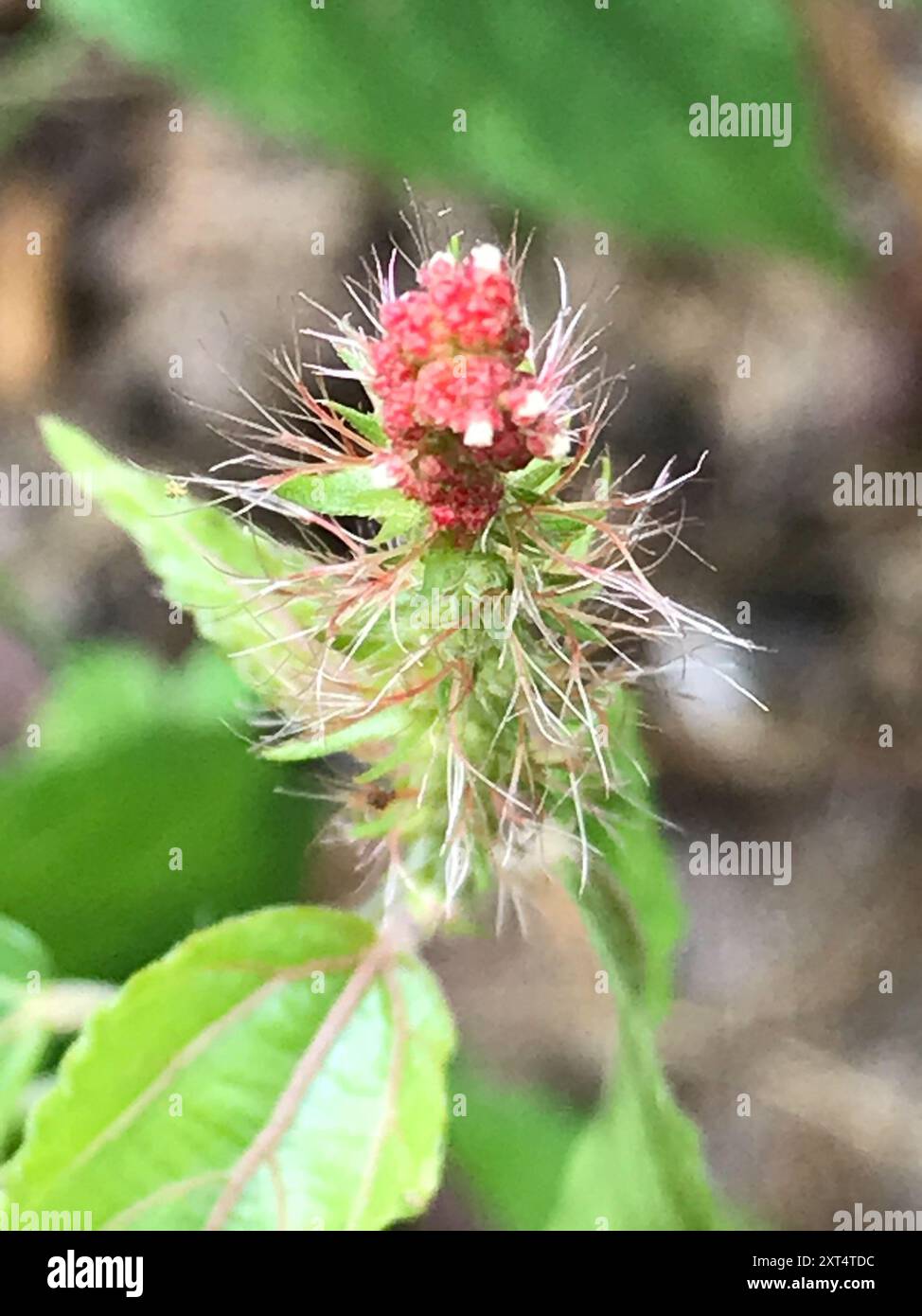 shrubby copperleaf (Acalypha phleoides) Plantae Stock Photo - Alamy