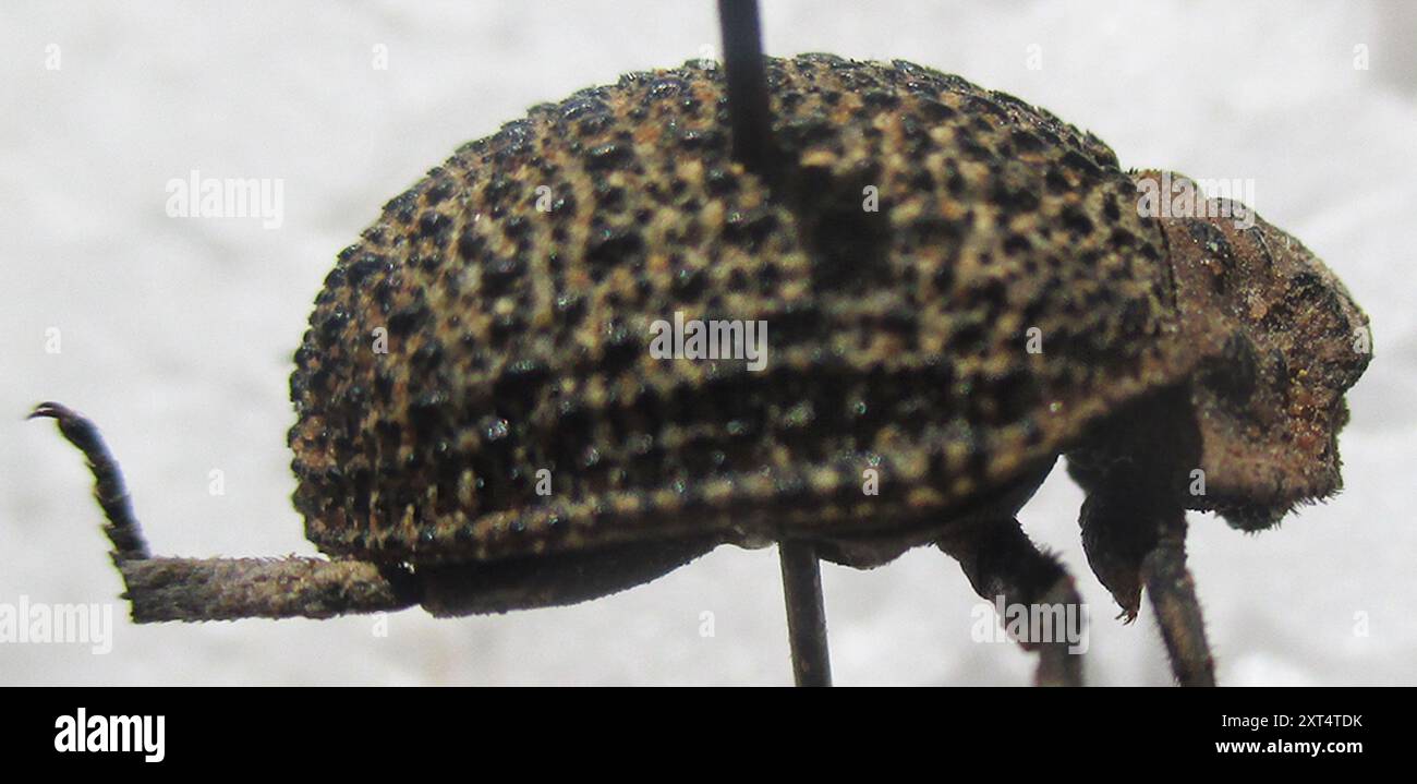 Carcass Beetles (Omorgus) Insecta Stock Photo - Alamy