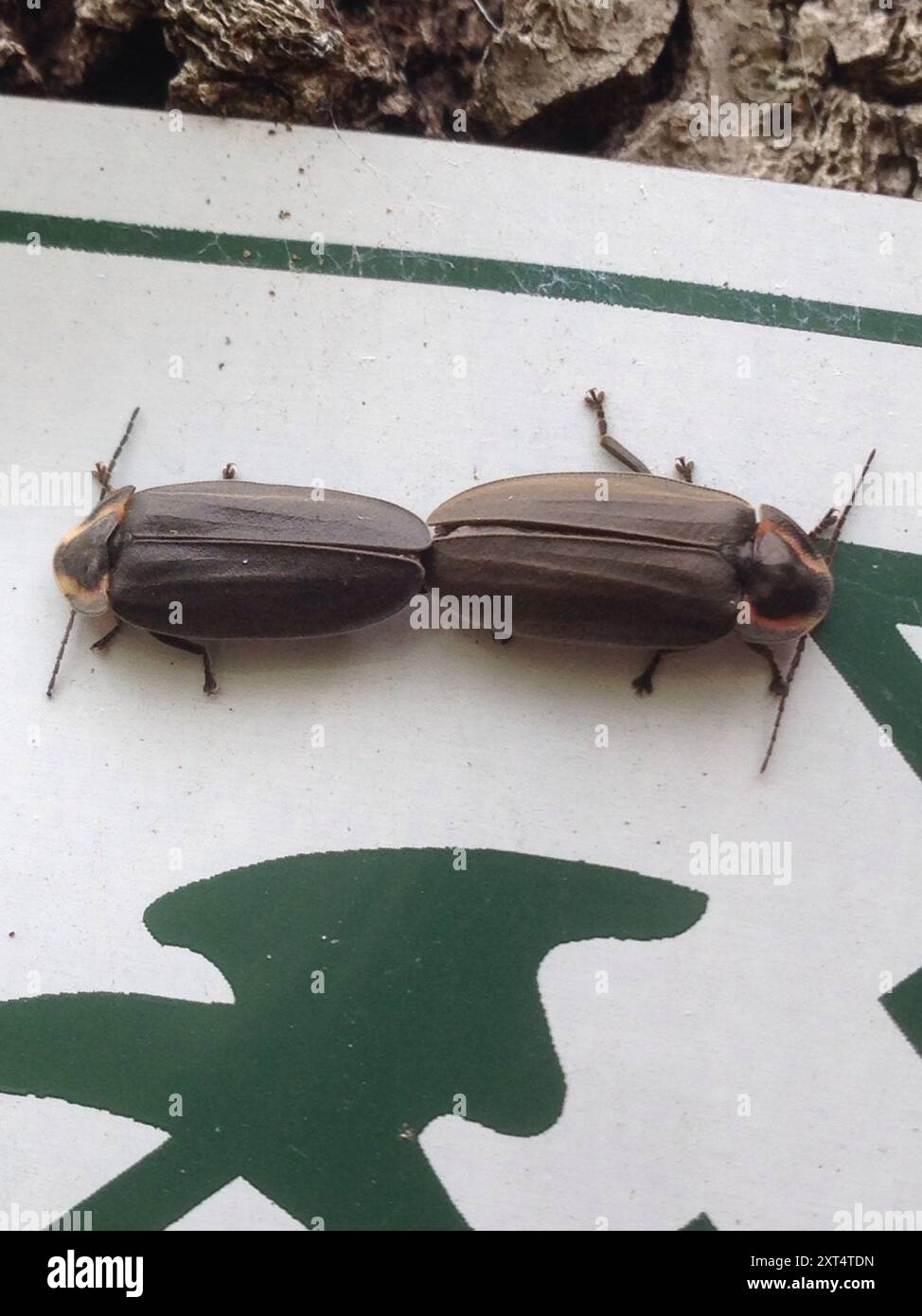 Winter Firefly (Ellychnia corrusca) Insecta Stock Photo - Alamy