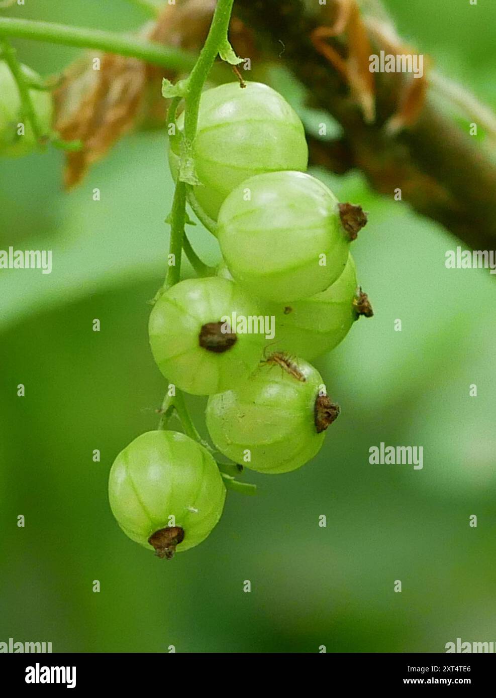Red Currant (Ribes rubrum) Plantae Stock Photo - Alamy
