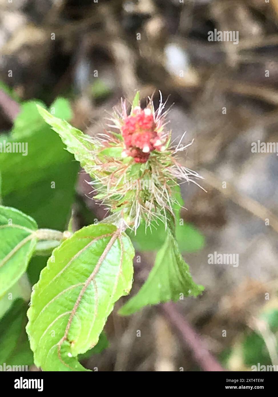 shrubby copperleaf (Acalypha phleoides) Plantae Stock Photo - Alamy