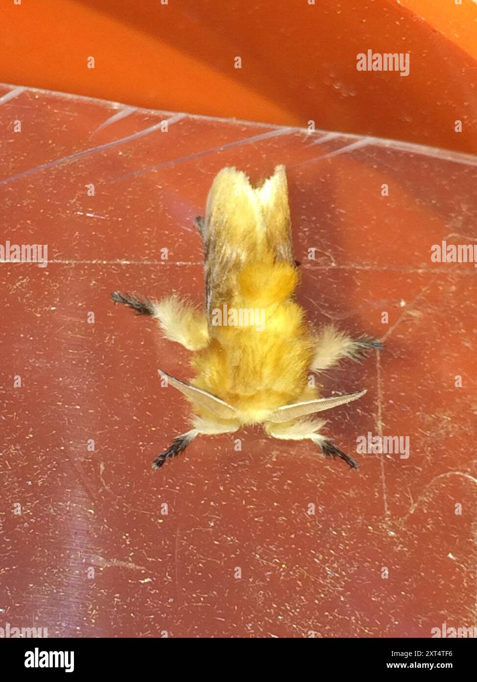 Southern Flannel Moth (Megalopyge opercularis) Insecta Stock Photo - Alamy