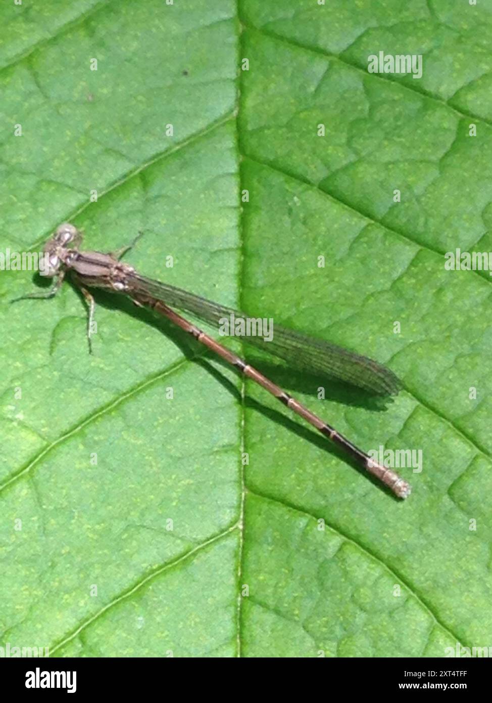 Variable Dancer (Argia fumipennis) Insecta Stock Photo - Alamy