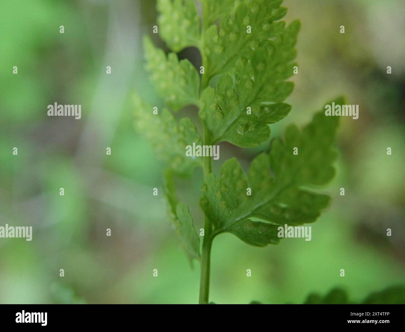 brittle bladderfern (Cystopteris fragilis) Plantae Stock Photo - Alamy