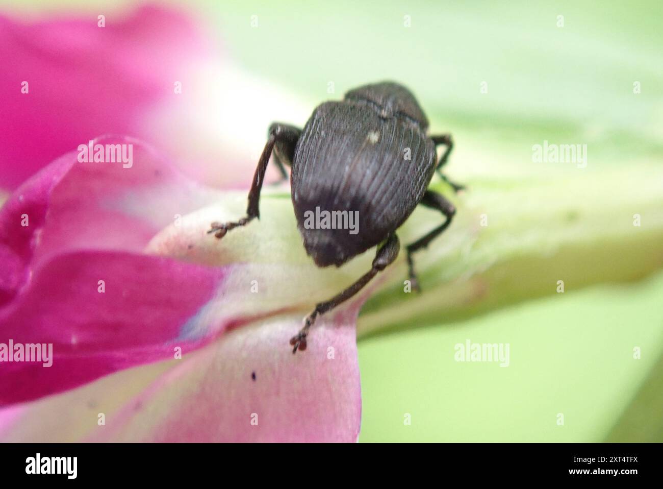 Iris weevil (Mononychus punctumalbum) Insecta Stock Photo - Alamy