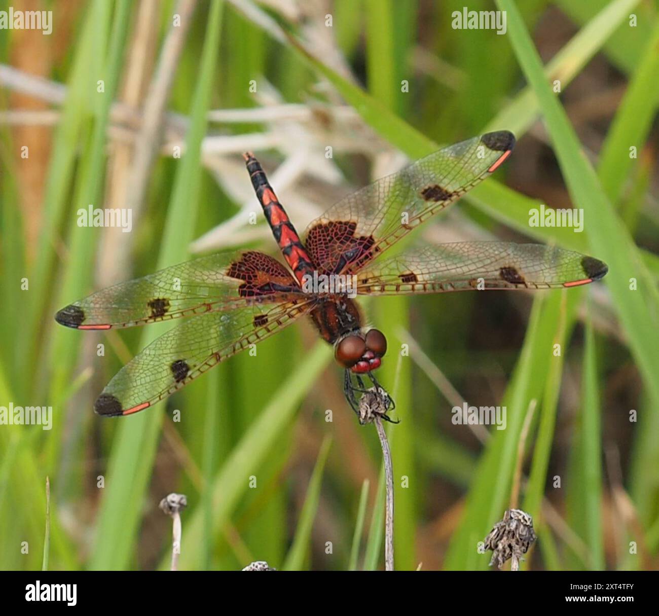 Calico Pennant (Celithemis elisa) Insecta Stock Photo - Alamy