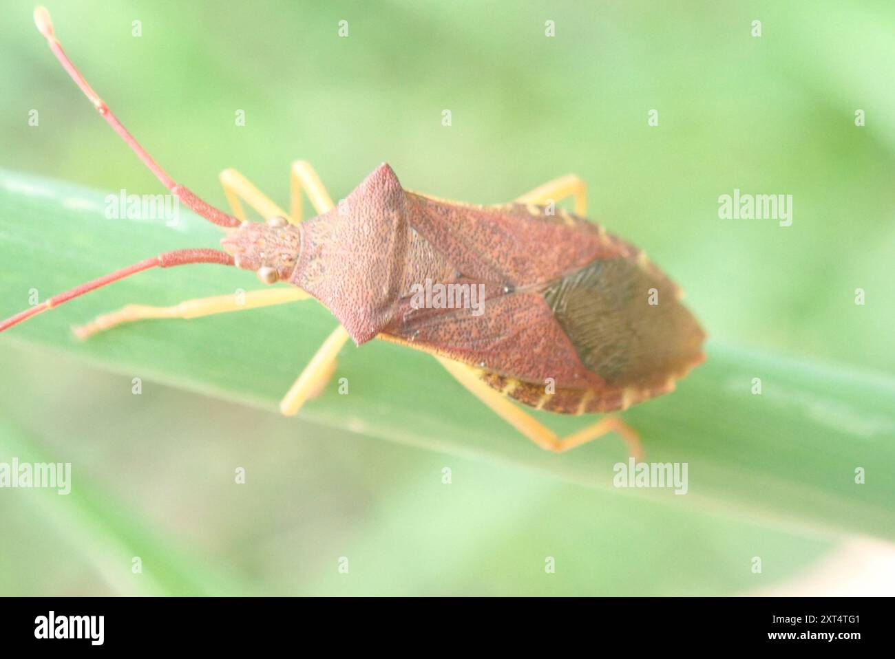 Box Bug (Gonocerus acuteangulatus) Insecta Stock Photo - Alamy