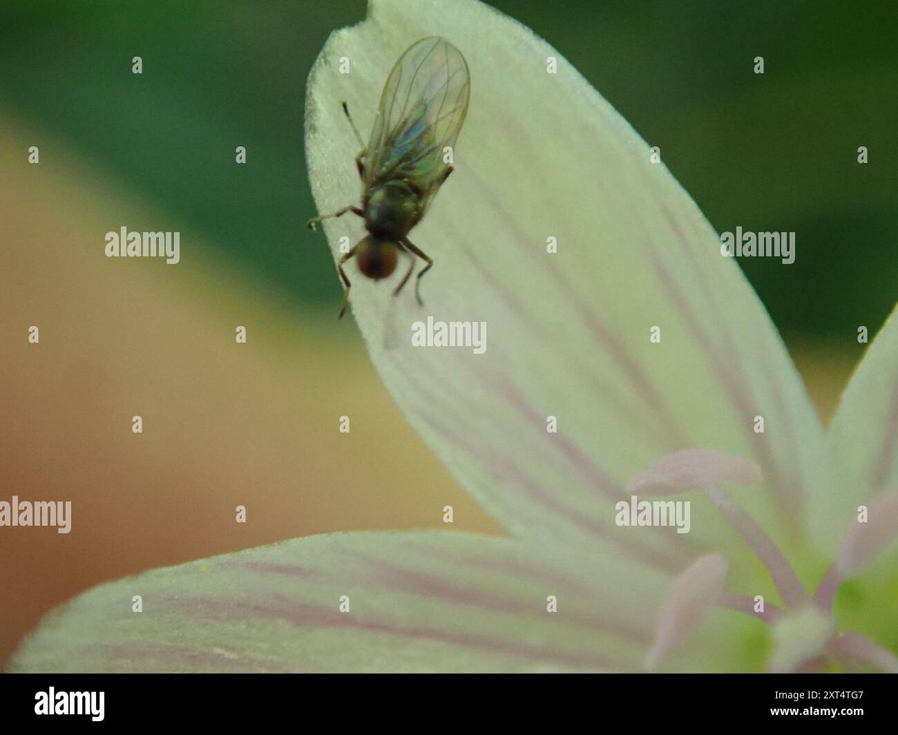 Dance Flies, Long-legged Flies, and Allies (Empidoidea) Insecta Stock ...